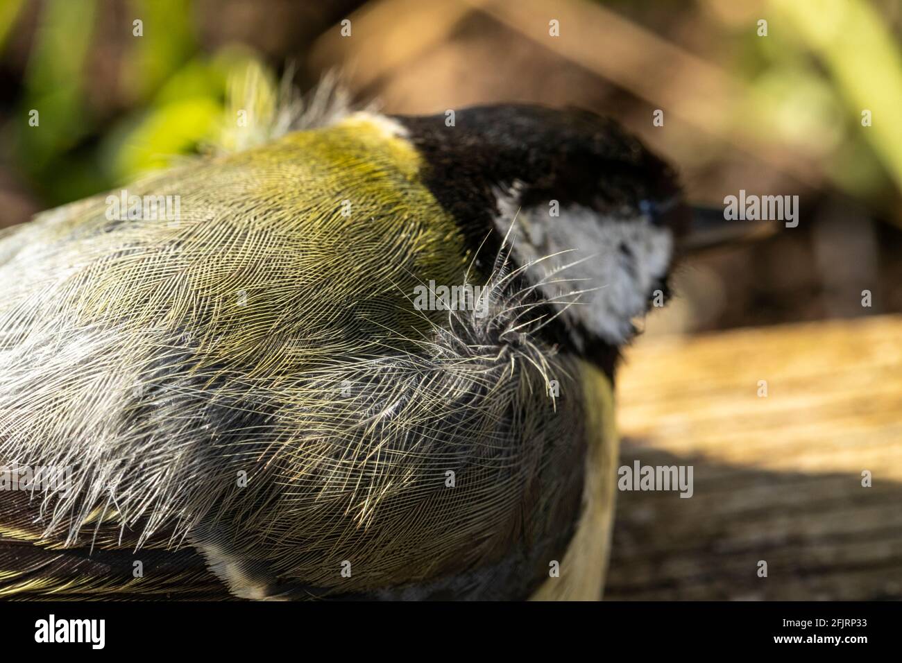 Close up study of the feather stricture of a Great tit - Parus major ...