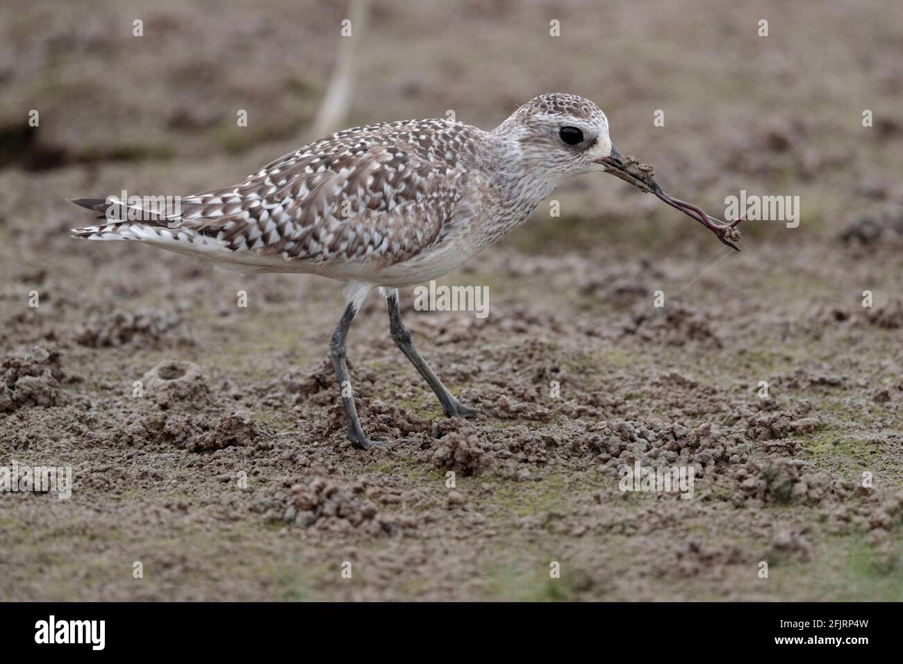 Mudflat worm hi-res stock photography and images - Alamy