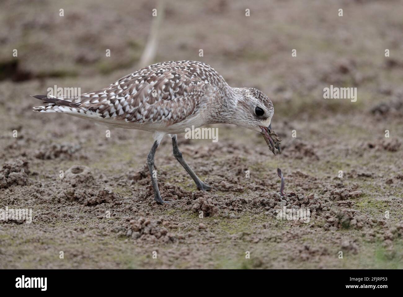Grey Plover (Pluvialis squatarola), adult in non-breeding plumage ...