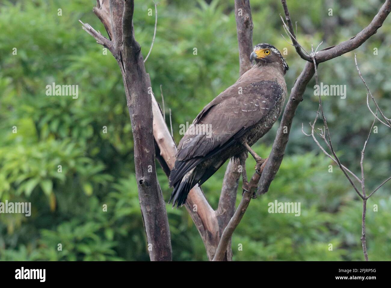 Crested Serpent Eagle (Spilornis cheela), adult, side view, perched in ...