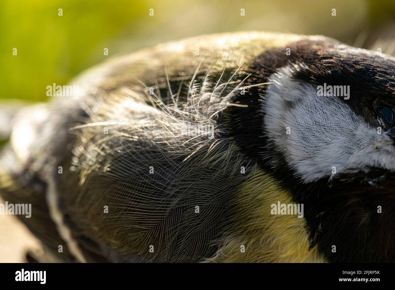 Close up study of the feather stricture of a Great tit - Parus major ...