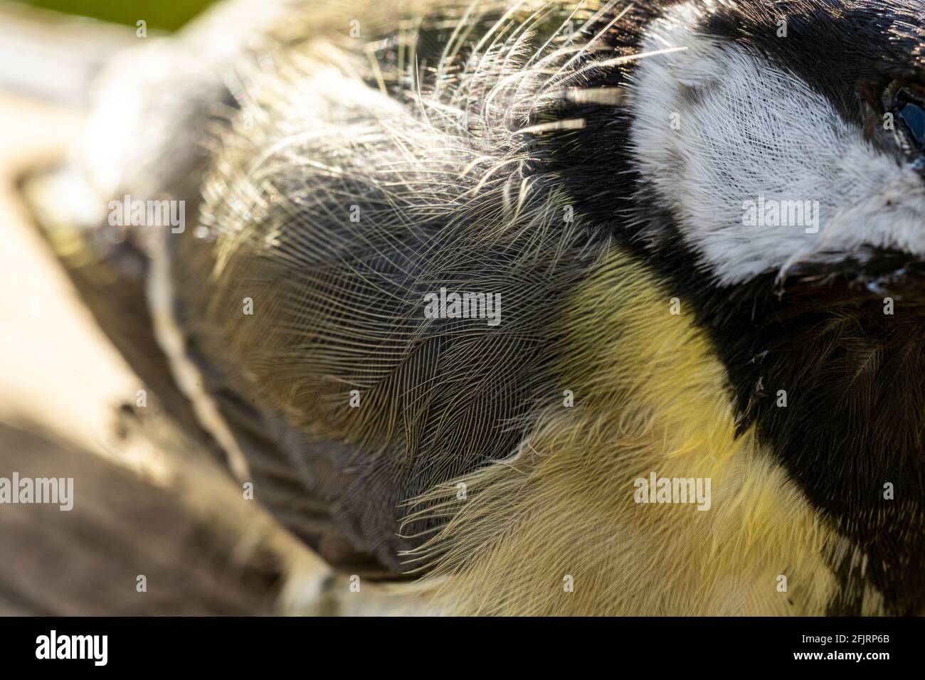 Close up study of the feather stricture of a Great tit - Parus major ...