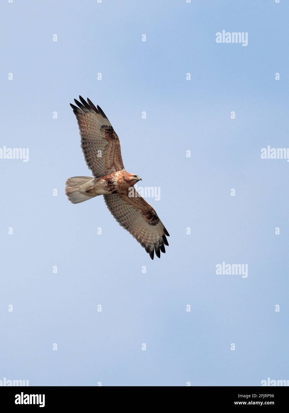 Eastern Buzzard (Buteo japonicus), Mai Po Nature Reserve, New ...