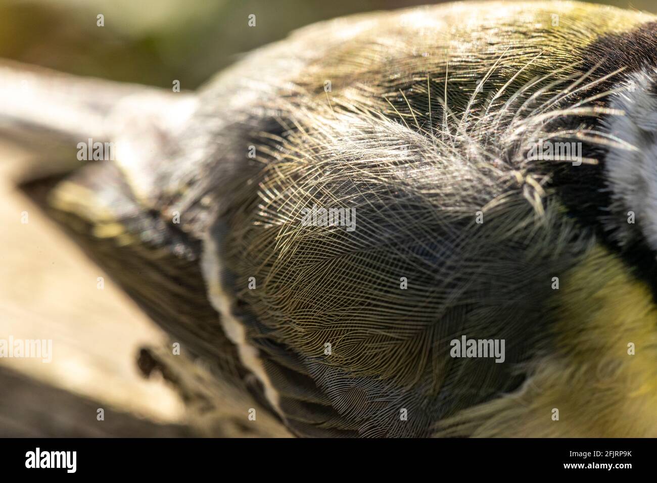 Close up study of the feather stricture of a Great tit - Parus major ...
