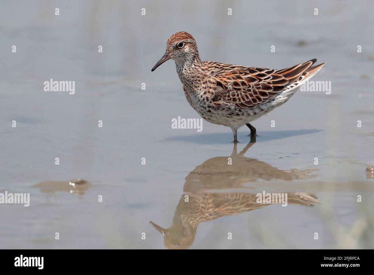 Sharp-tailed Sandpiper (Calidris acuminata), foraging on tidal mudflat ...