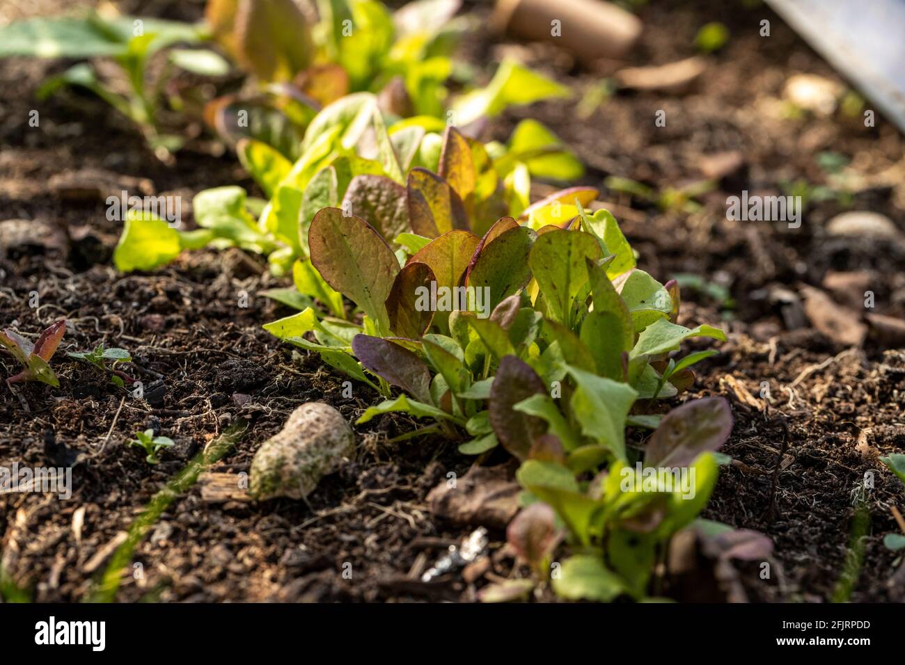 Mixed lettuce seedlings growing under a vegetable patch cloche in early ...
