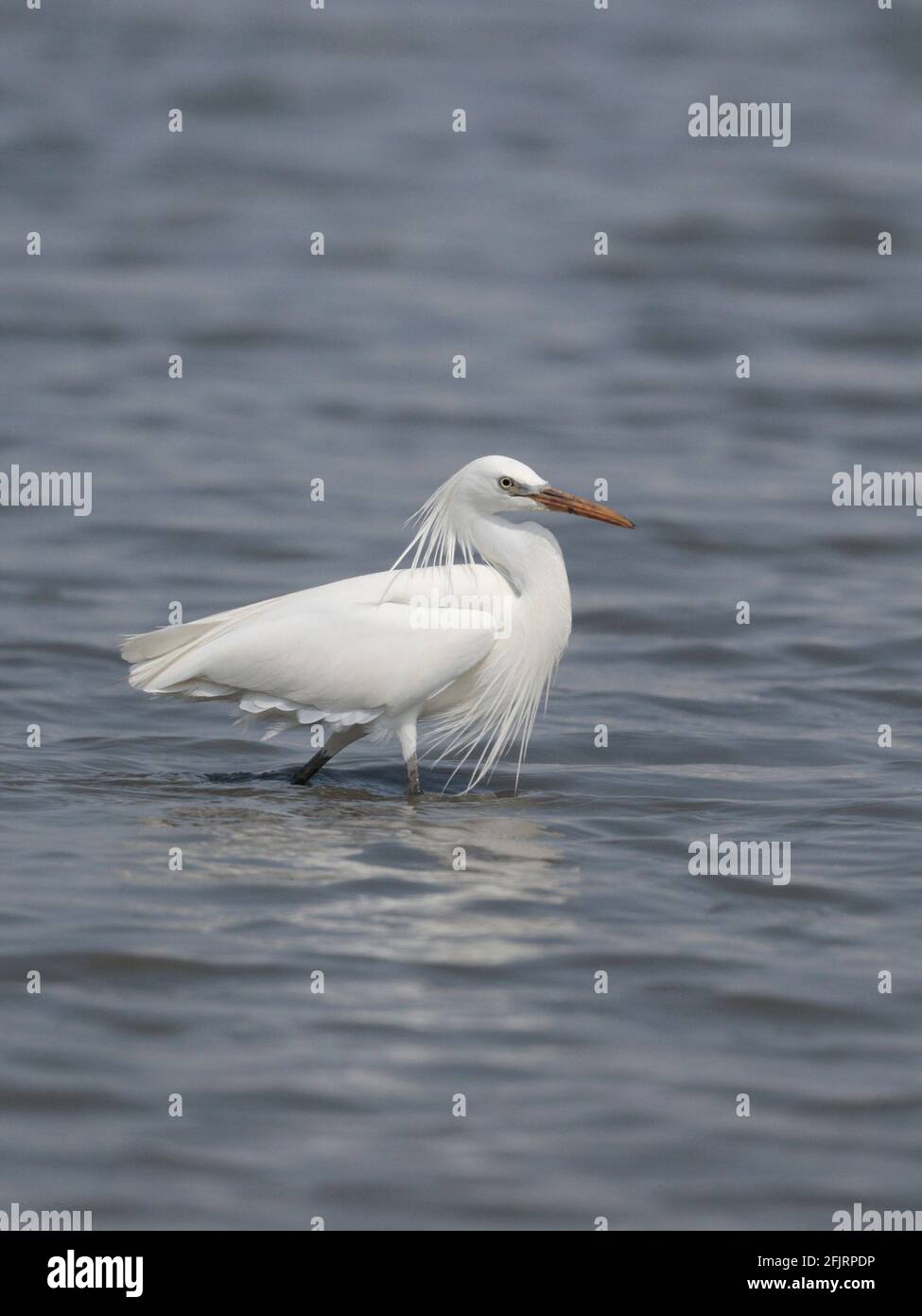 Robert swinhoe hi-res stock photography and images - Alamy