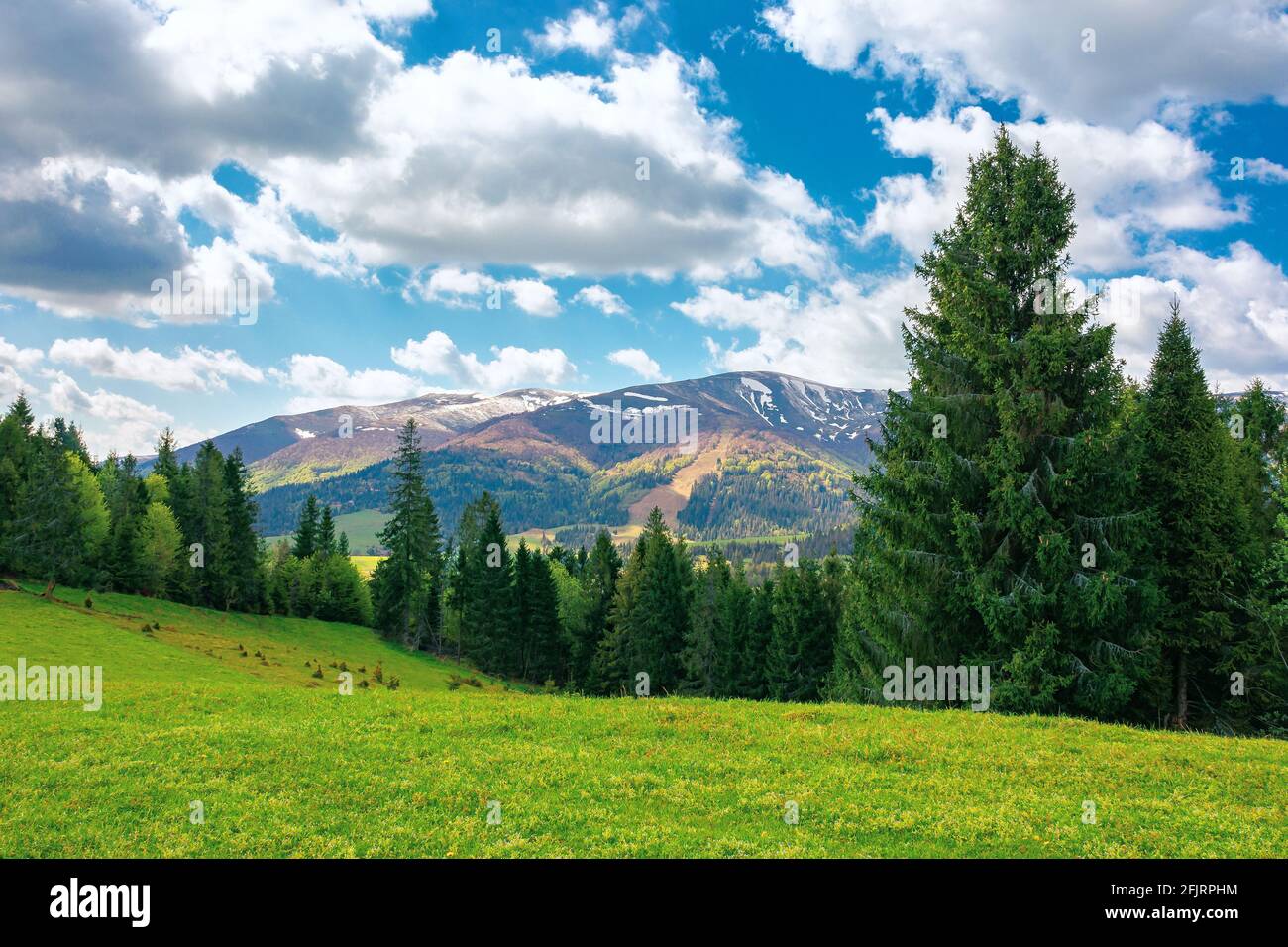 forest on the grassy hill. beautiful nature landscape in spring. snow ...