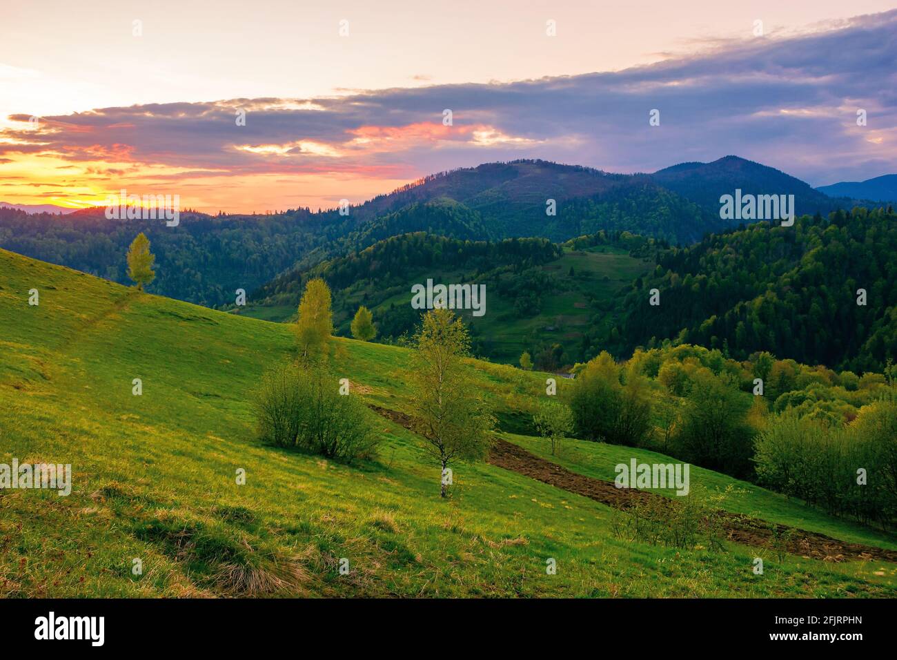 Pink trees on rolling landscape hi-res stock photography and images - Alamy