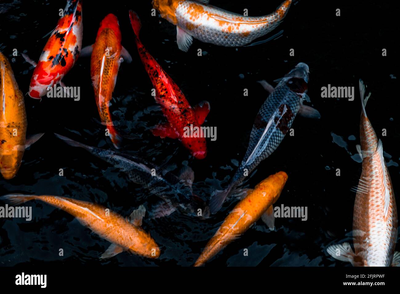 Detail of colorful Koi Fishs or Koi Carp swimming inside the fish pond ...