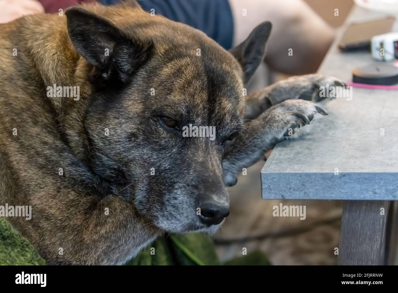 adult boxer husky mix resting on a couch Stock Photo - Alamy