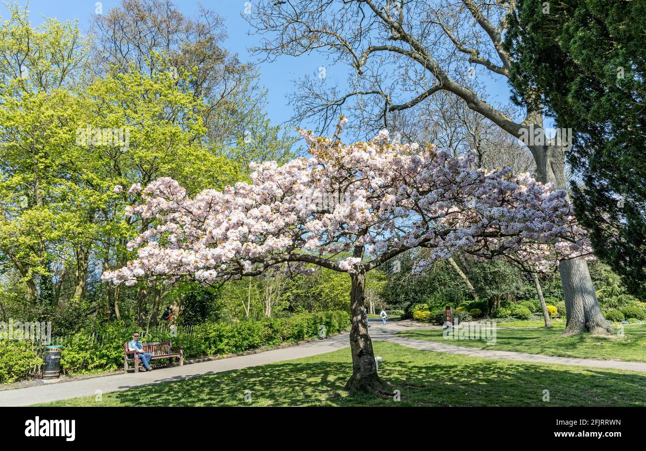 Spring Blossoms In Waterlow Park Highgate London UK Stock Photo - Alamy