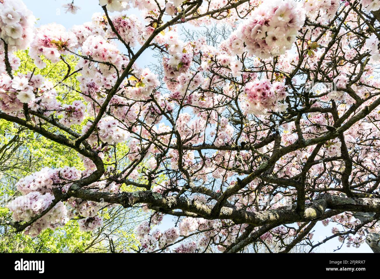 Spring Blossoms In Waterlow Park Highgate London UK Stock Photo - Alamy