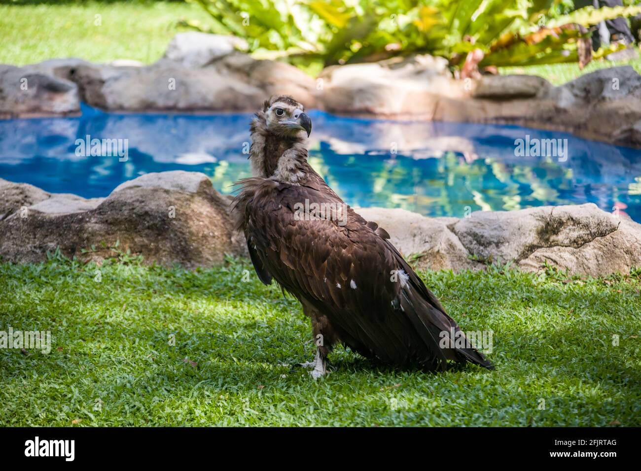 One Of The Heaviest Flying Birds High Resolution Stock Photography and ...