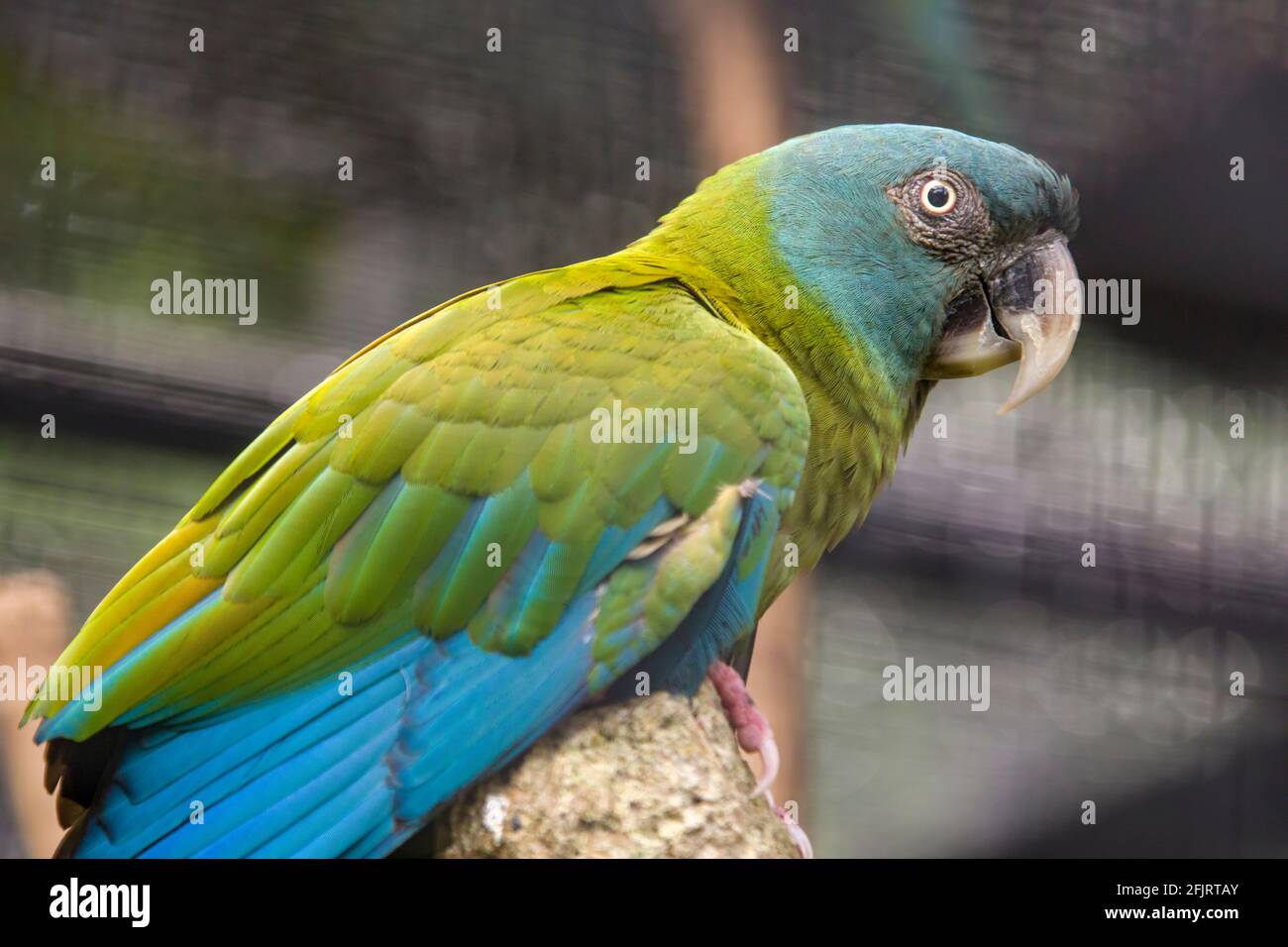 The blue-headed macaw (Primolius couloni) has mainly green plumage with ...