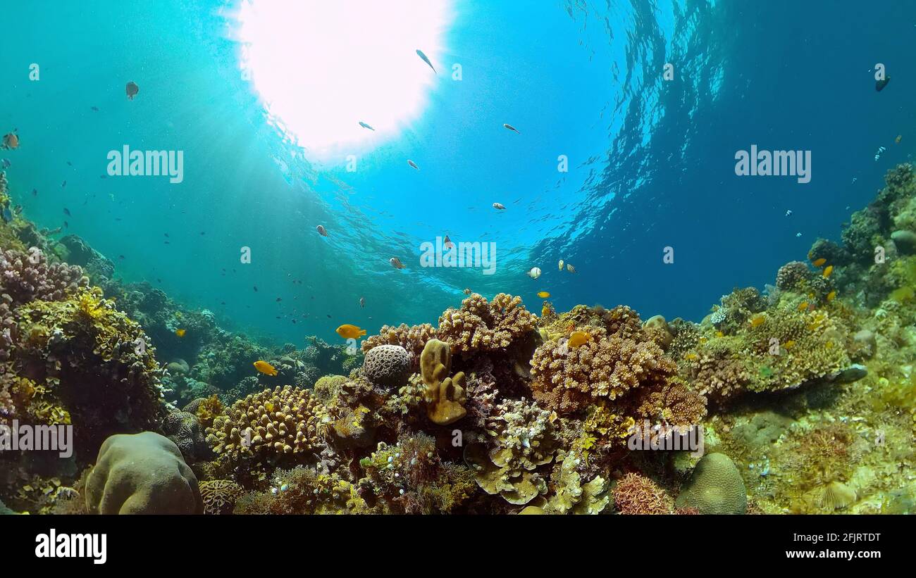 Wonderful and beautiful underwater colorful fishes and corals in the ...