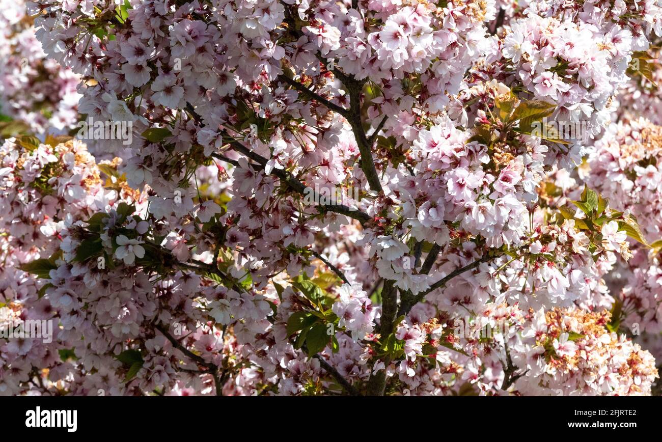 Chery blossom hi-res stock photography and images - Alamy