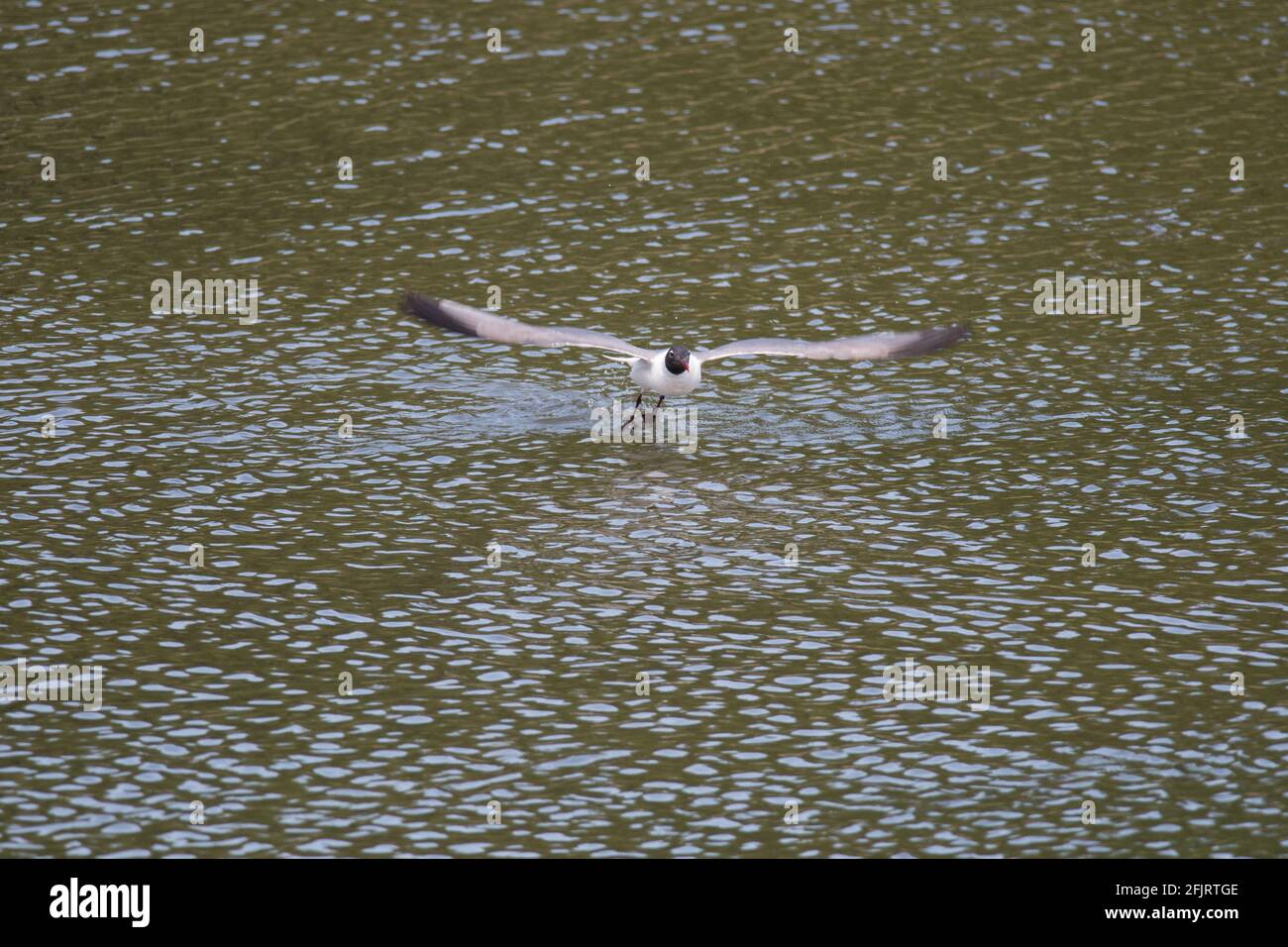 Birds flying low over water hi-res stock photography and images - Alamy
