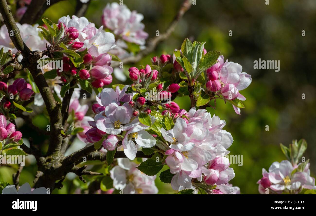 Cherry blossom, English spring Stock Photo - Alamy