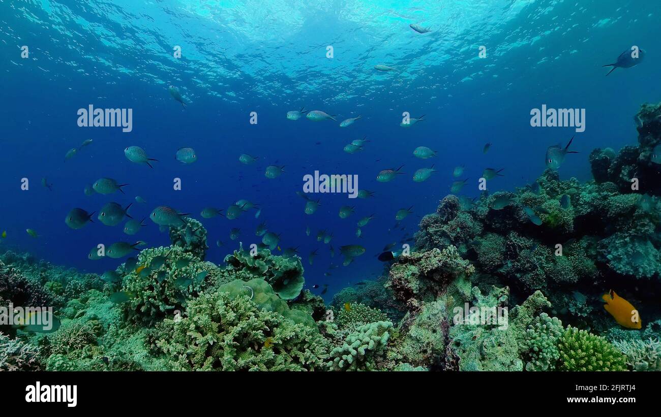 Tropical fishes and coral reef at diving. Beautiful underwater world ...