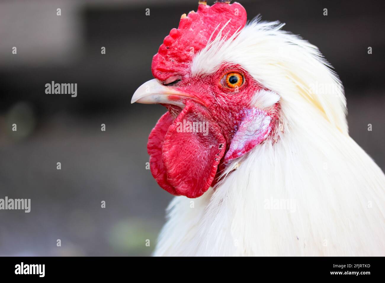Beautiful white rooster with fiery red crest and a sharp beak in ...