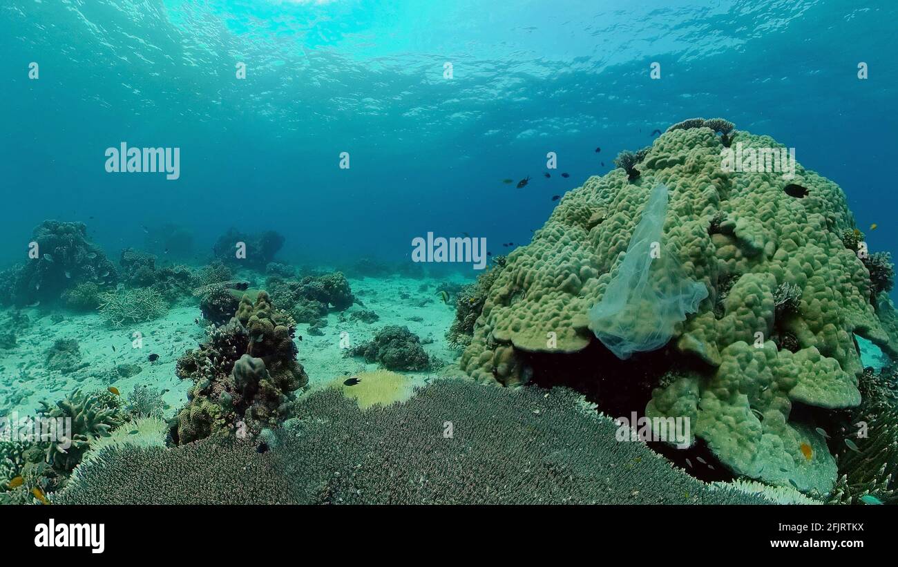 Tropical colourful underwater seascape.The underwater world with ...