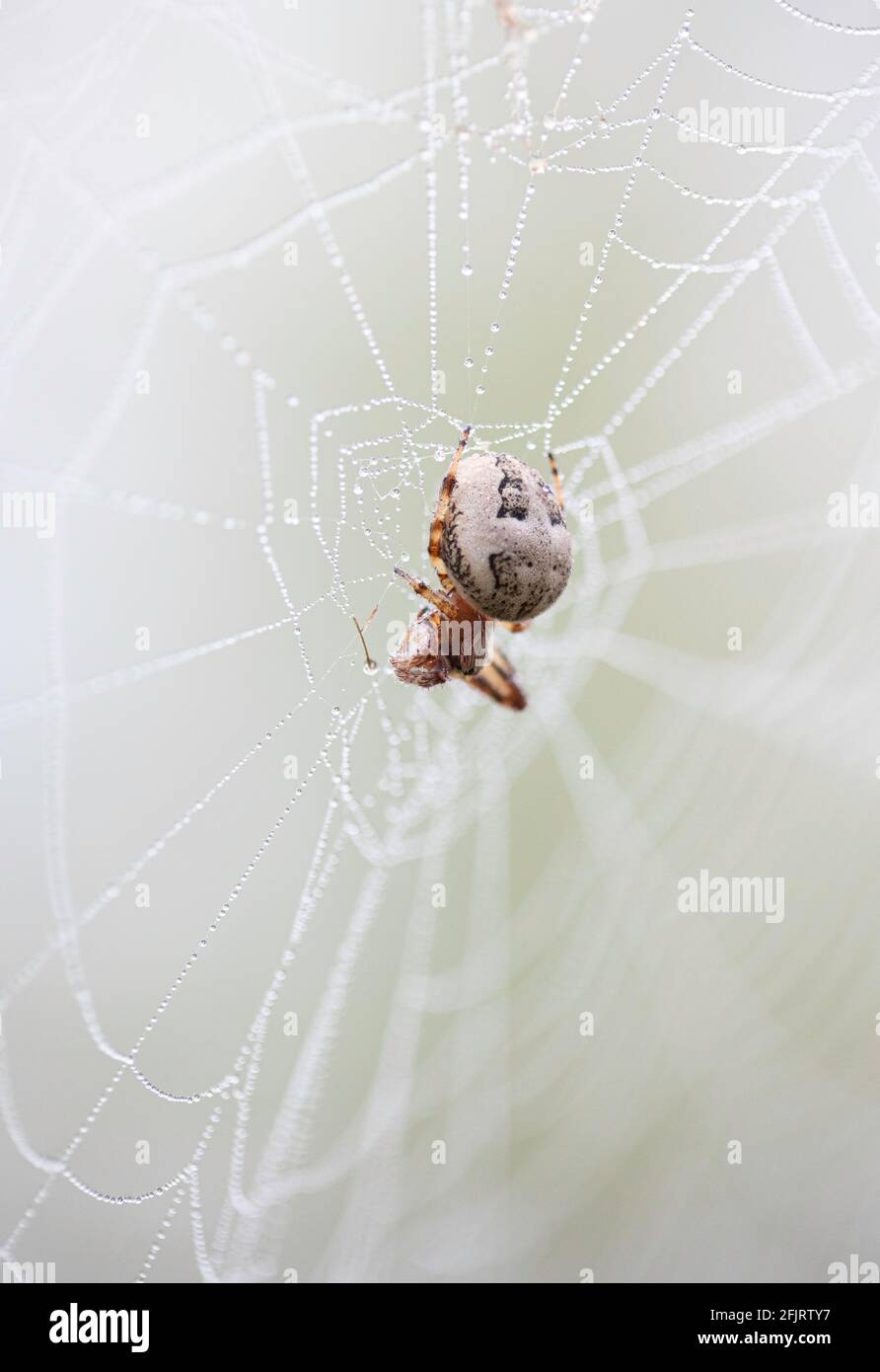 Green spider with white abdomen hi-res stock photography and images - Alamy