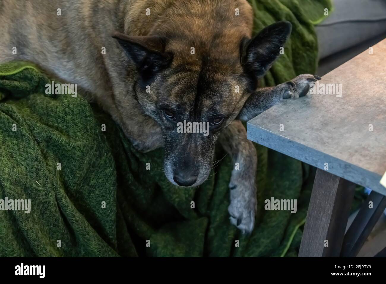 adult boxer husky mix resting on a couch Stock Photo - Alamy