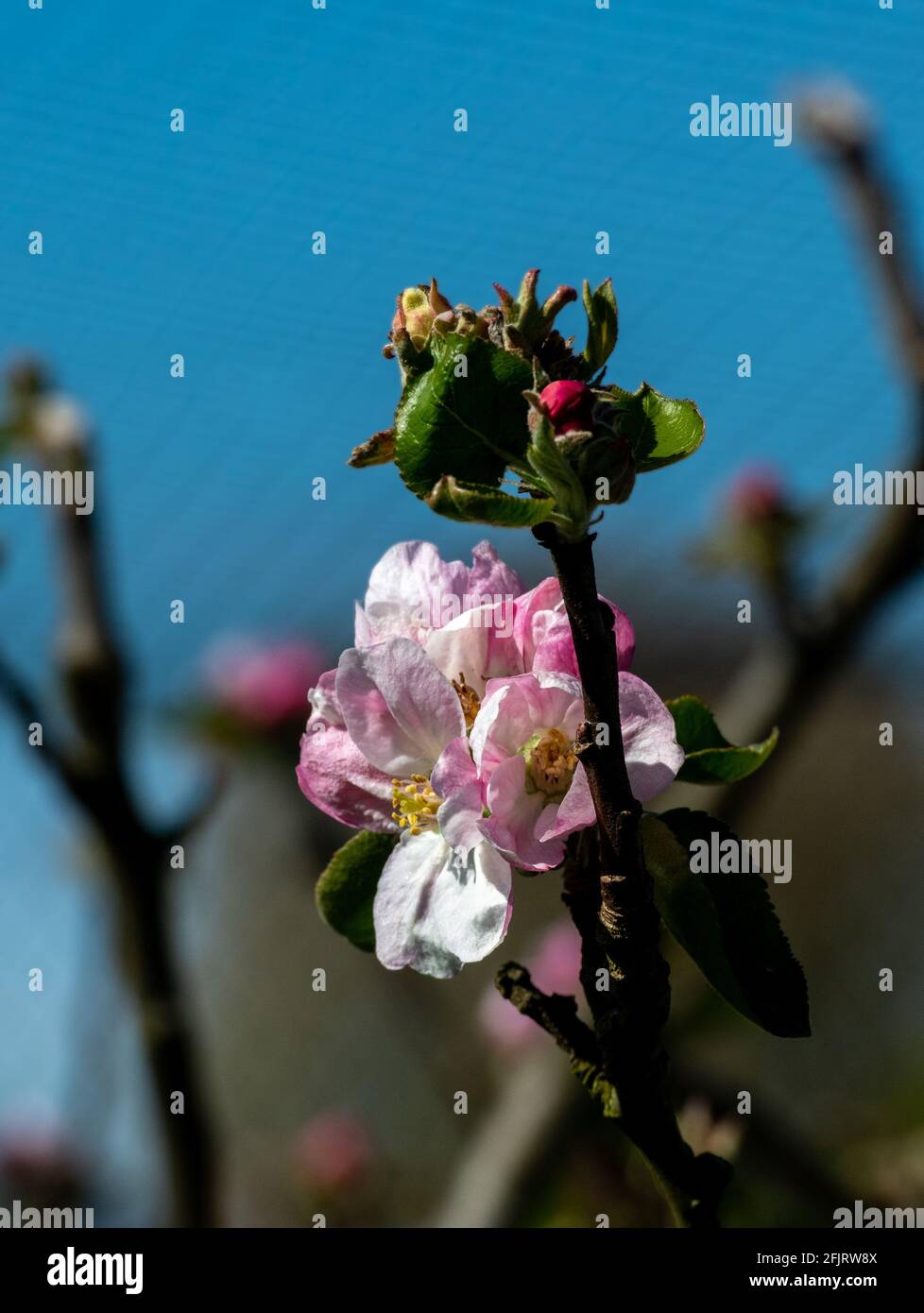 Chery blossom hi-res stock photography and images - Alamy
