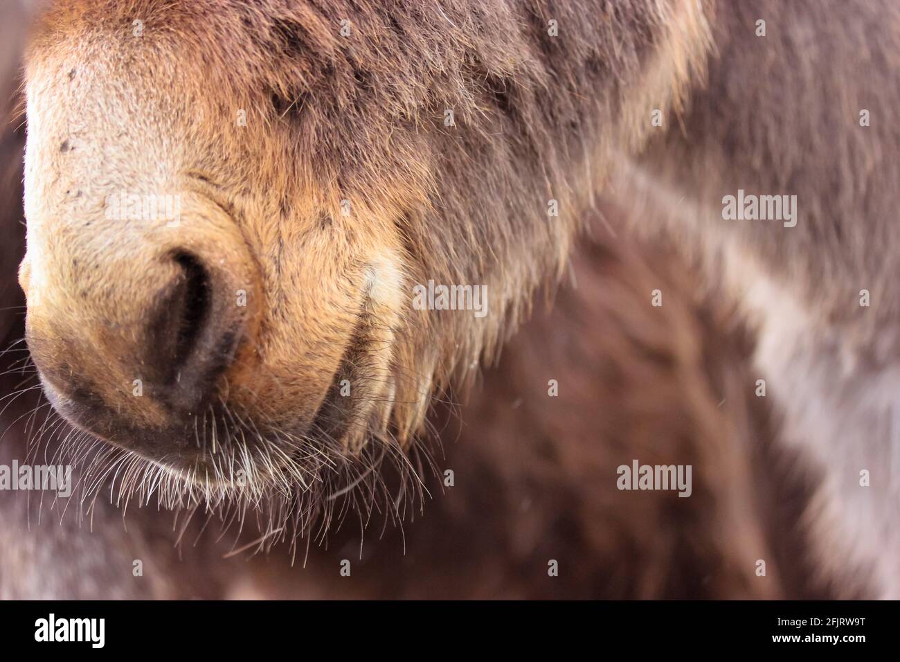 Donkey Nose High Resolution Stock Photography and Images - Alamy