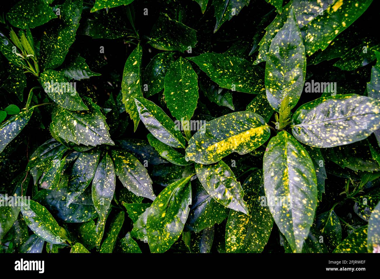 Aucuba japonica, commonly called spotted laurel, Japanese laurel ...
