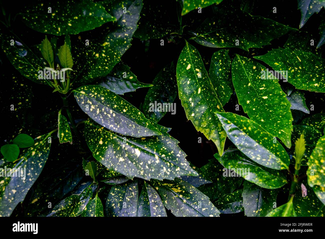 Aucuba japonica, commonly called spotted laurel, Japanese laurel ...