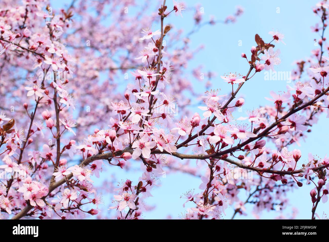 Beautiful blooming trees with pink sakura flowers in spring. Sakura ...