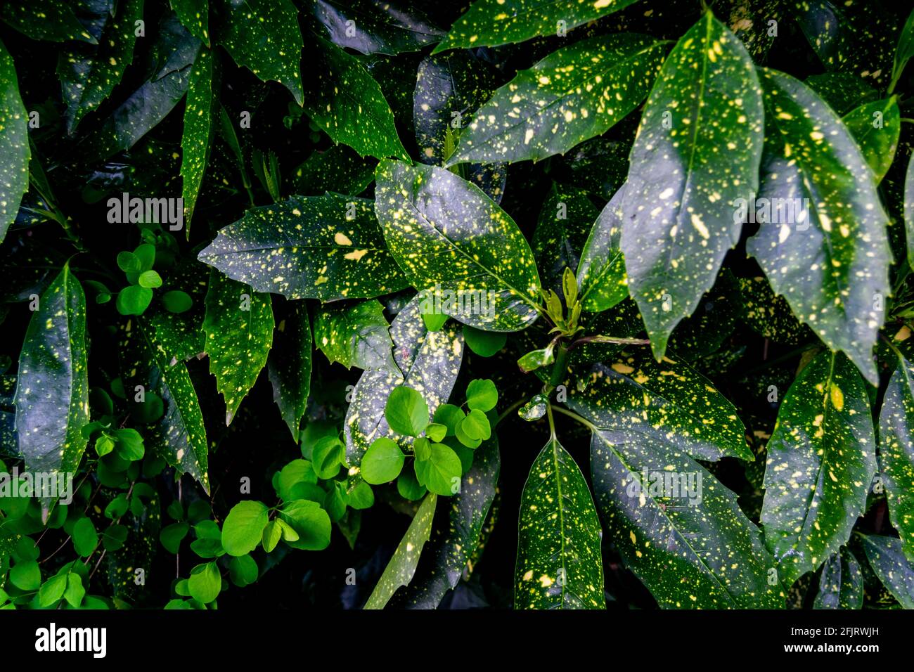 Aucuba japonica, commonly called spotted laurel, Japanese laurel ...