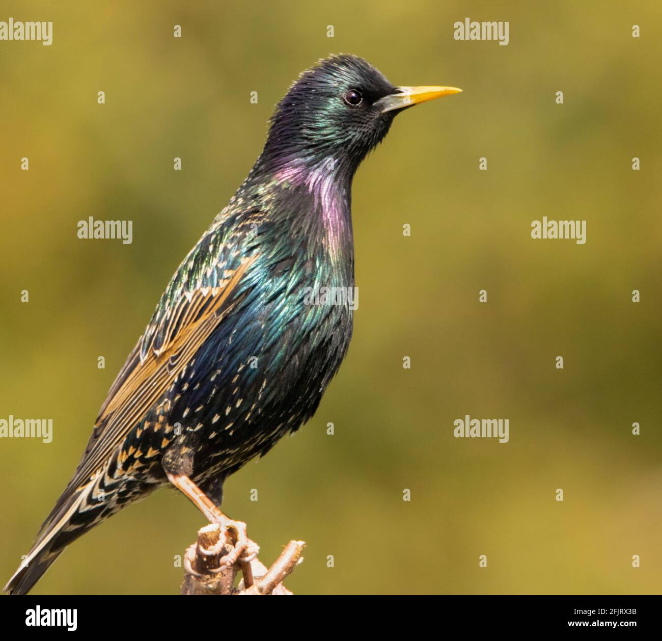 Iridescent Starling High Resolution Stock Photography and Images - Alamy