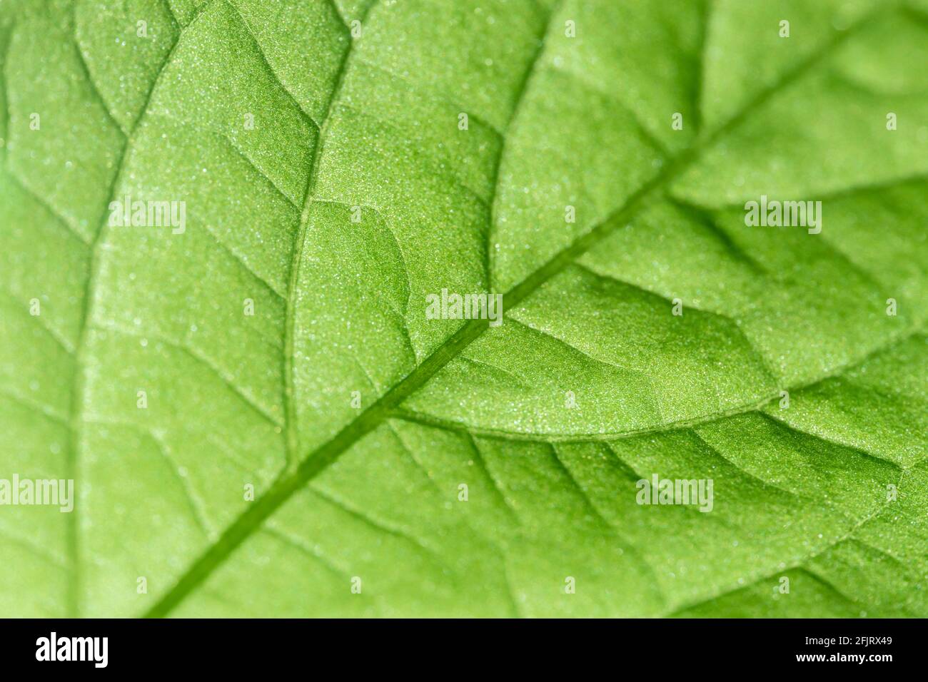 Bright green leaf hi-res stock photography and images - Alamy