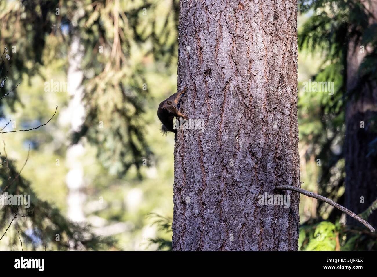 Squirrel Clinging To A Tree Trunk High Resolution Stock Photography and ...