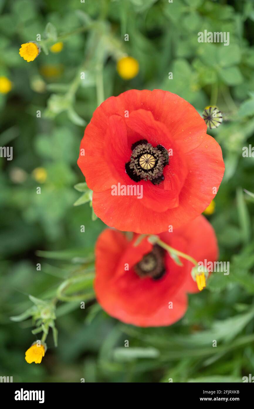 Two colours composition hi-res stock photography and images - Alamy