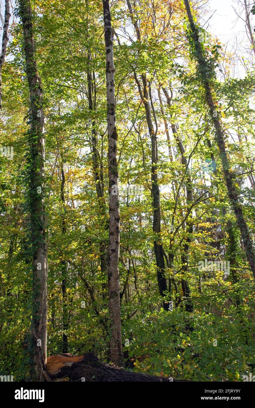 Killykeen forest park hi-res stock photography and images - Alamy