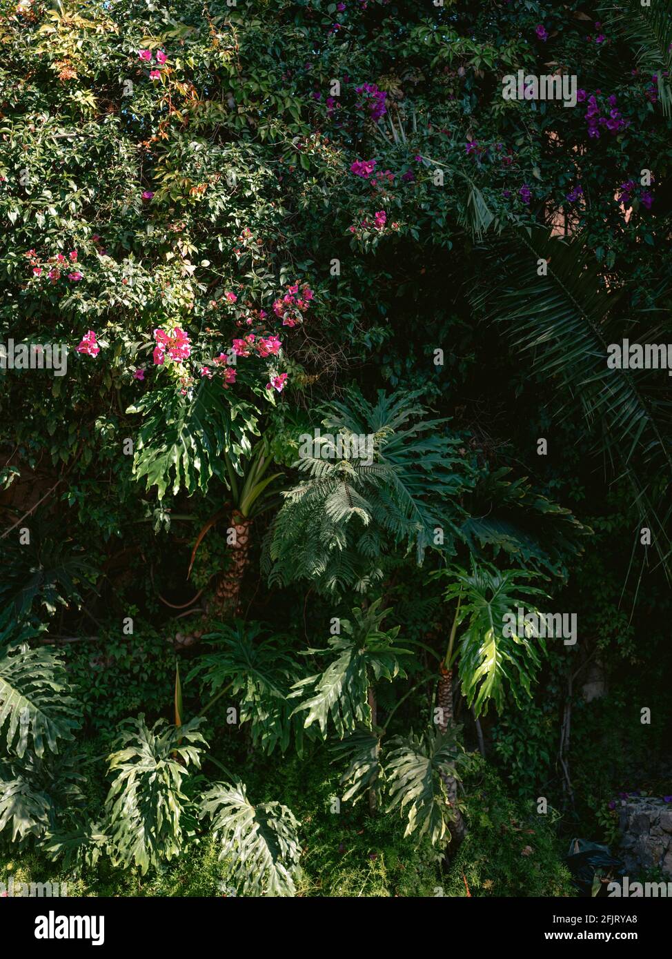 Greenery in Parque Benito Juárez - Travel photography in San Miguel de ...