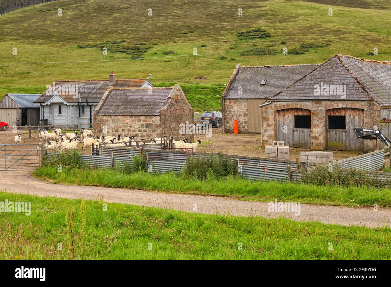 Farm with goats in Scotland Stock Photo - Alamy