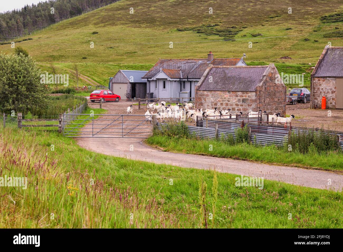 Goat farm scotland hi-res stock photography and images - Alamy