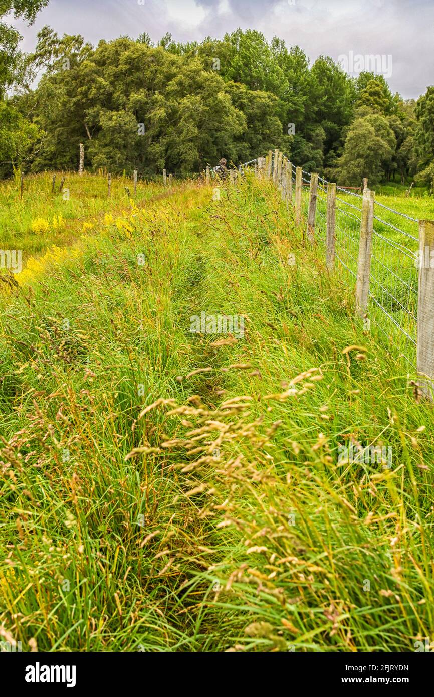 Narrow path through the grass hi-res stock photography and images - Alamy