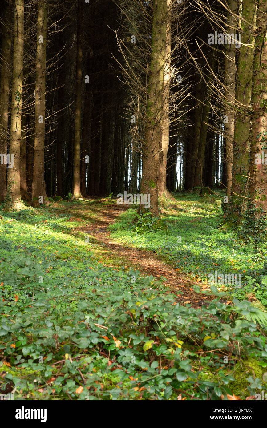 Irish forest path sunlight hi-res stock photography and images - Alamy
