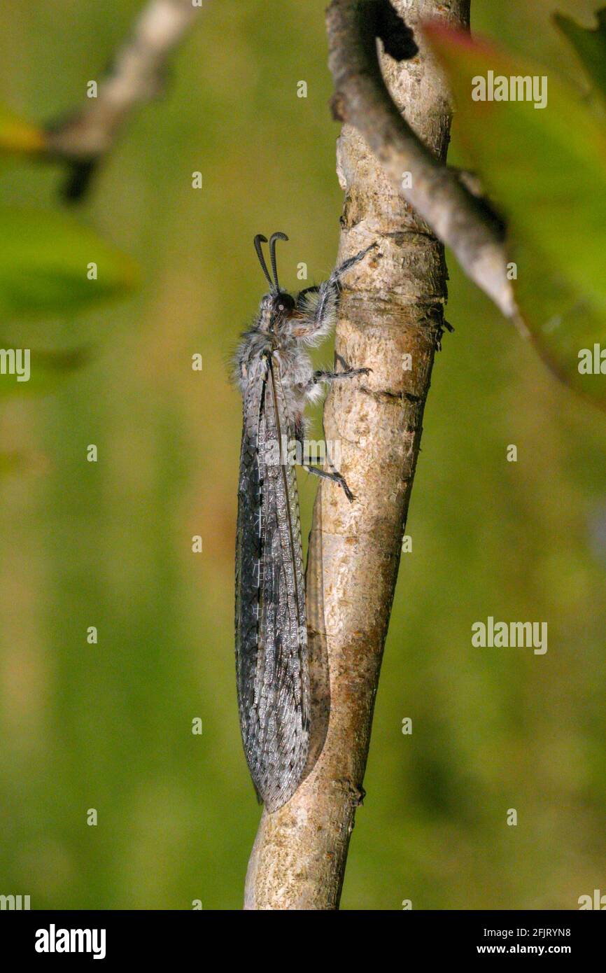 Myrmeleontidae