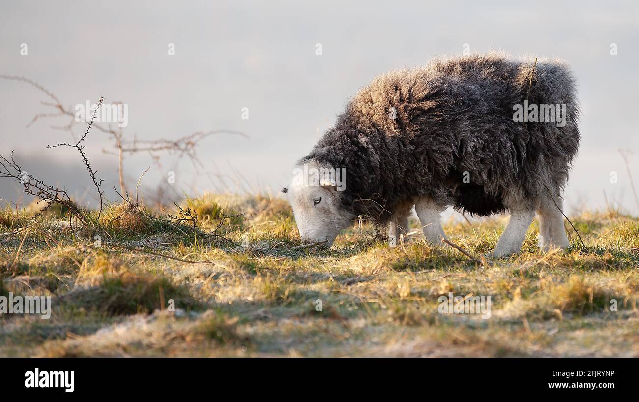 Hampshire sheep hi-res stock photography and images - Alamy
