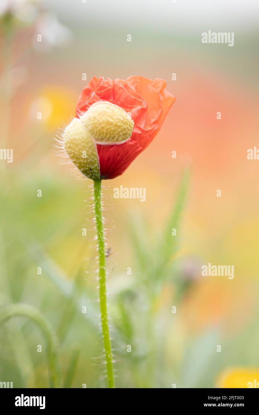 Small red poppy emerging from the capsule in the spring flowering field ...