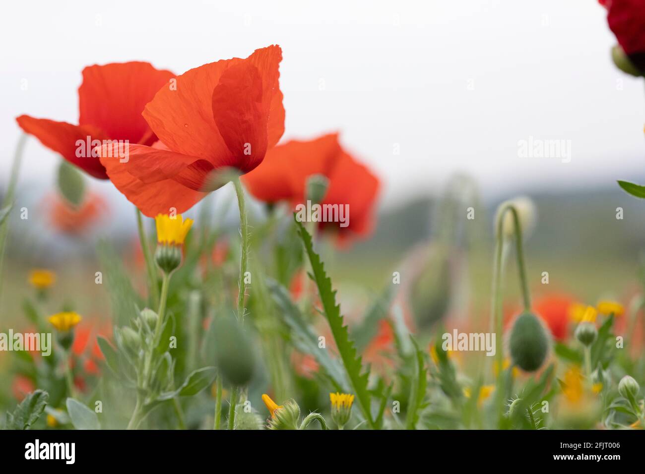 Remembrance poppy cut out hi-res stock photography and images - Alamy
