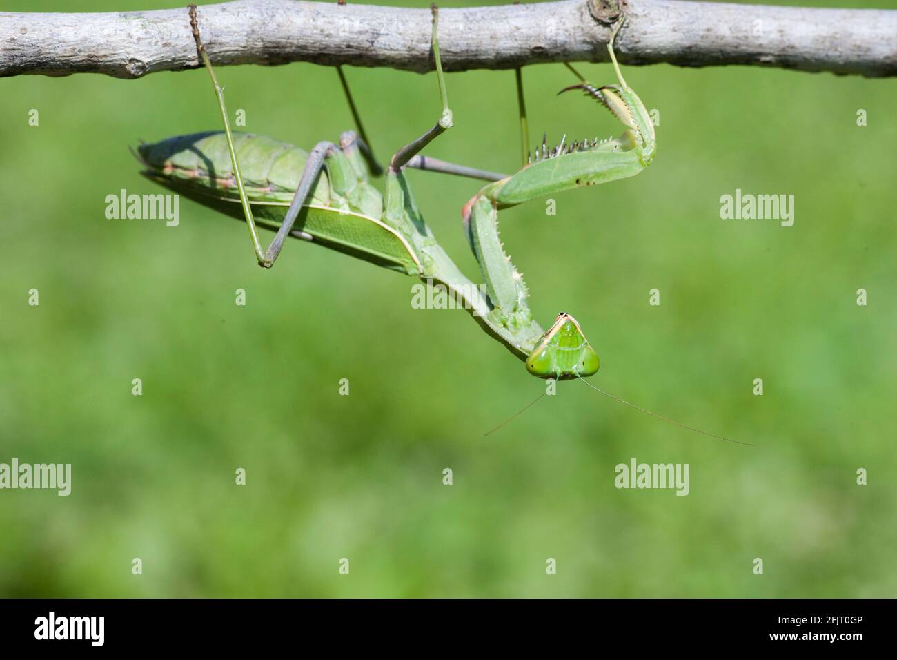 Arab mantises hi-res stock photography and images - Alamy