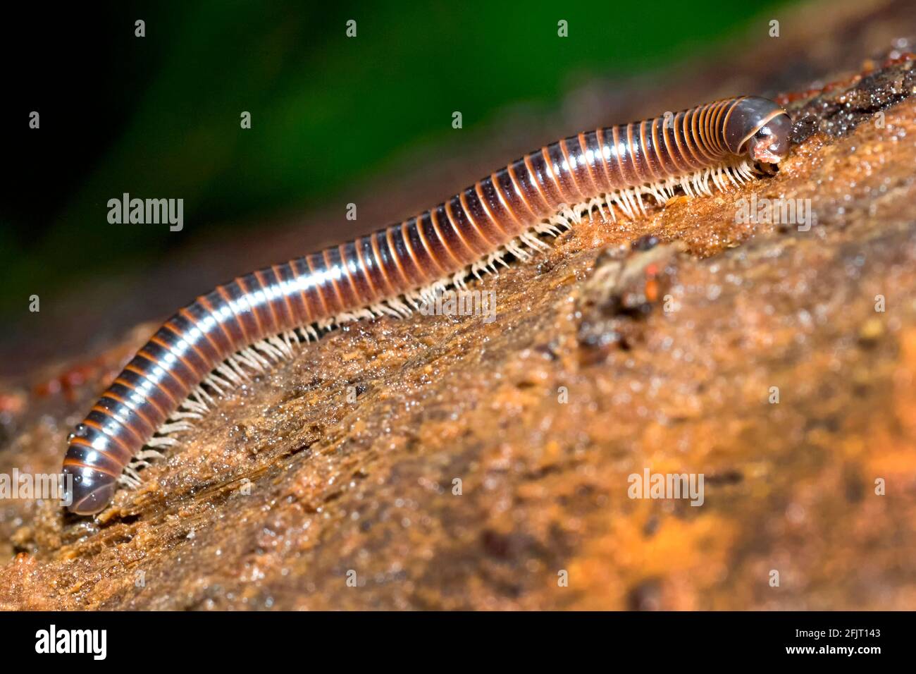 Millipede, Diplopoda, Tropical Rainforest, Marino Ballena National Park ...